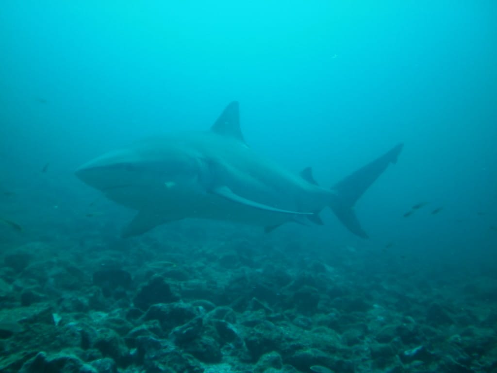 Scuba Dive The Bat Islands of Costa Rica | Rocket Frog