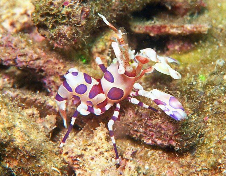 Dive Site Punta Gorda from the Sky! | Rocket Frog Divers
