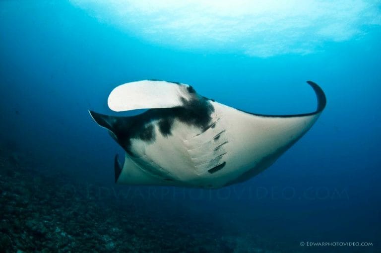 Bat Islands Costa Rica (Isla Murcielago) | Bull shark diving in Costa Rica