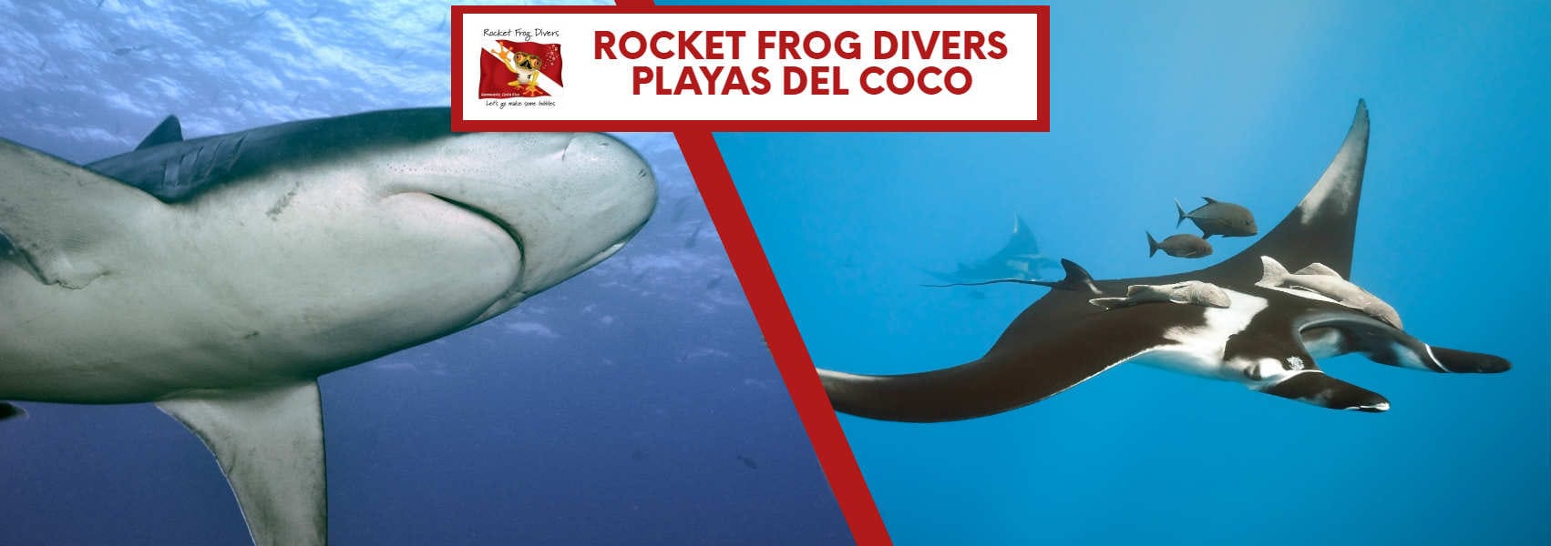 Scuba Diving in Costa Rica | Rocket Frog Divers Scuba Dive Bat Islands