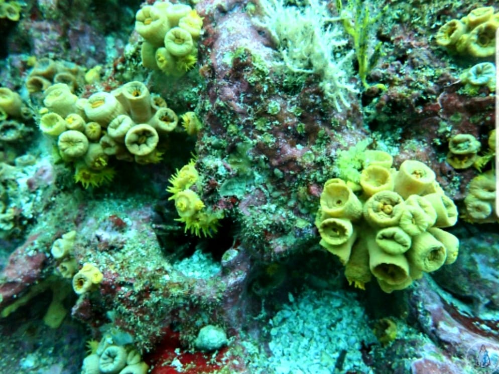 02/12/2020 Brumel With Guide Marine