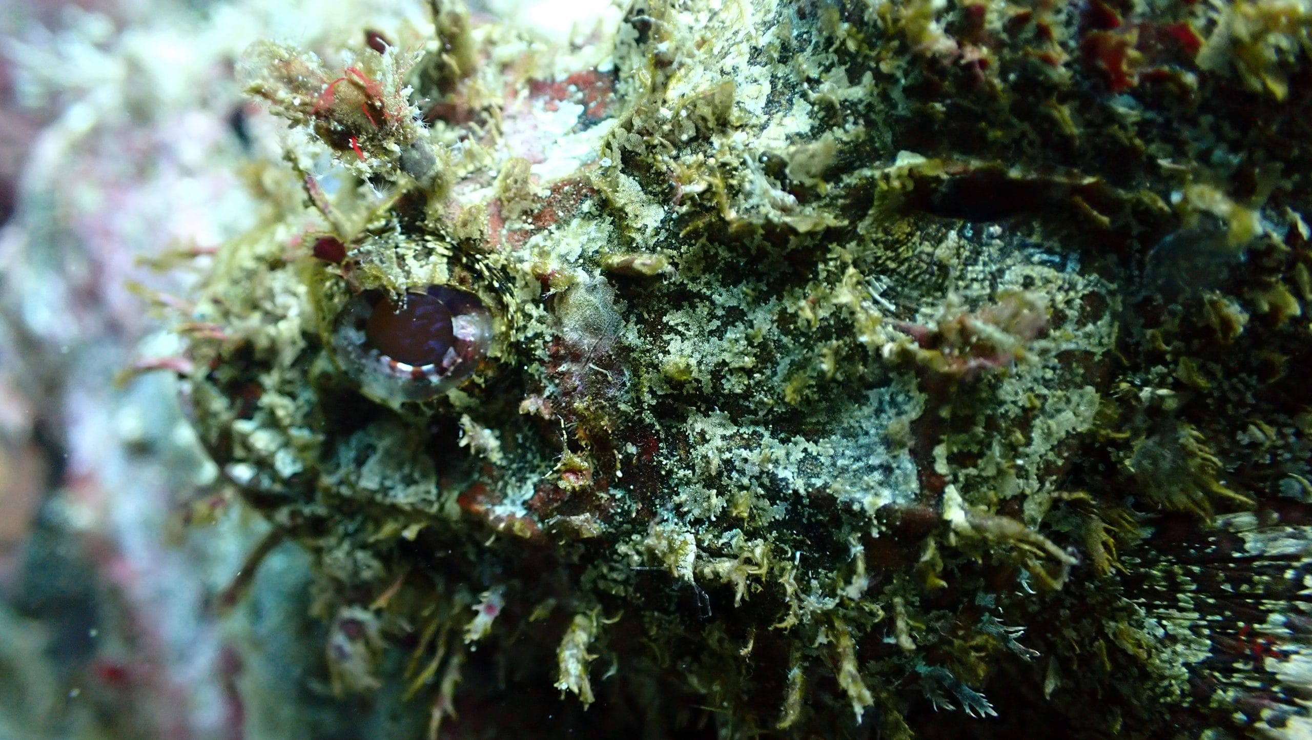 07/29/2020 Tortuga With Guide Marine