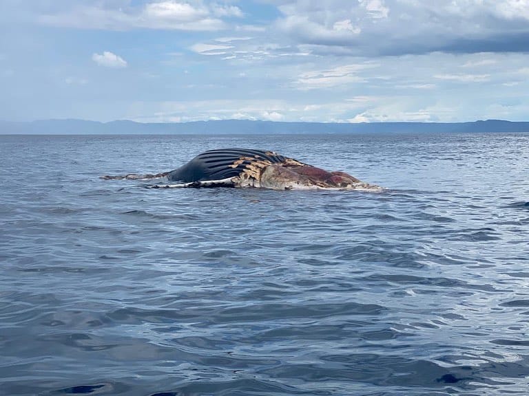 Diving with Tiger Sharks: A Thrilling Encounter at the Whale Feast