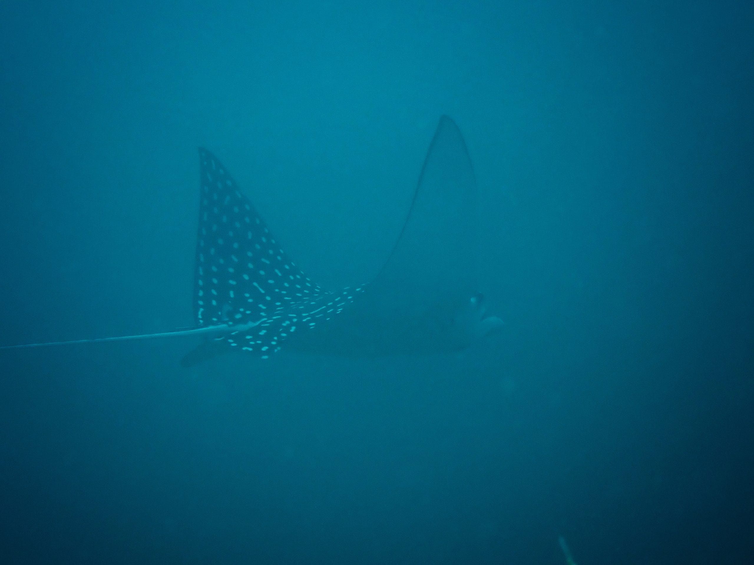 11/27/2023 Virador With Guide Jeff